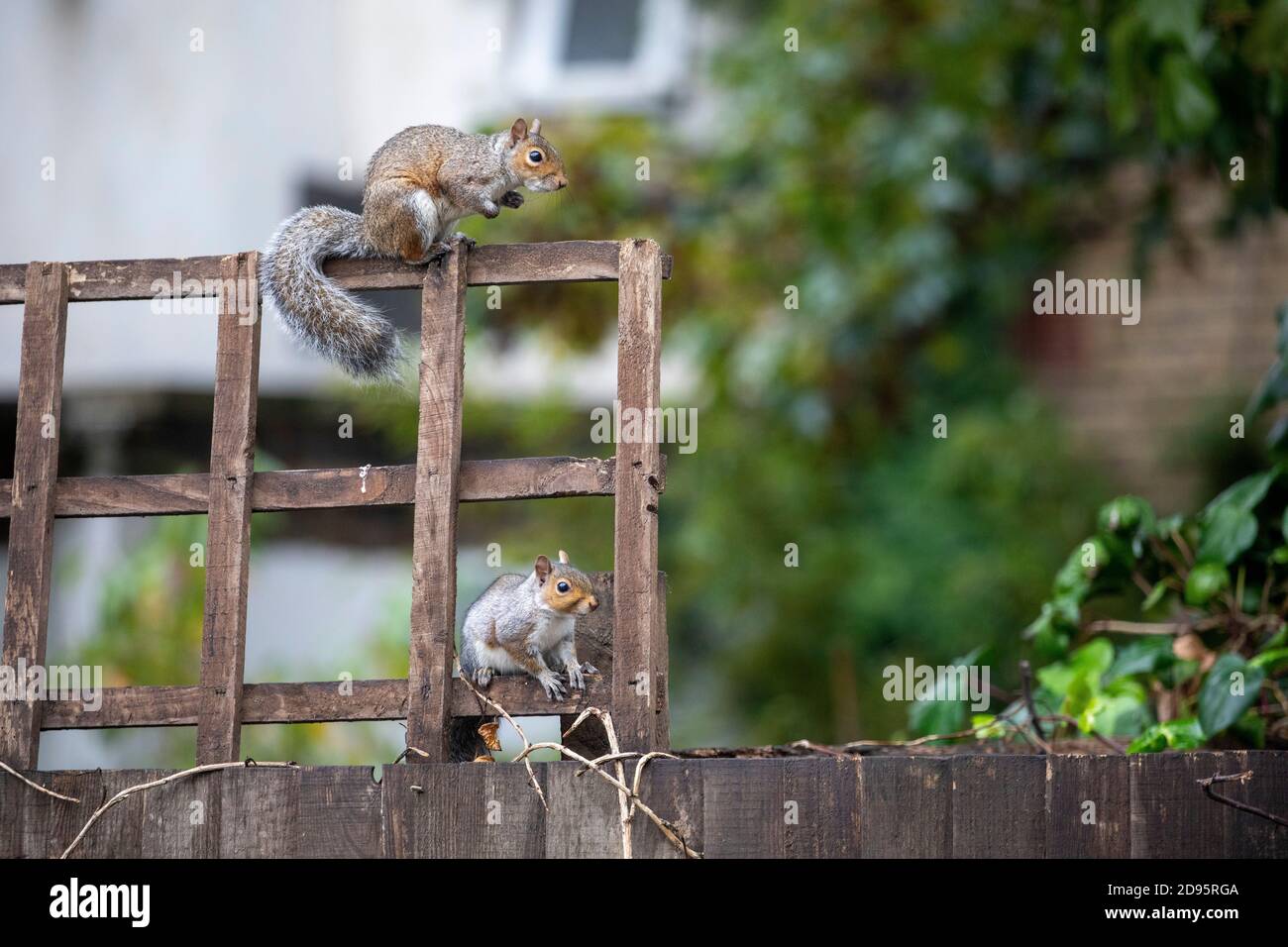 Two grey squirrels in hi-res stock photography and images - Alamy