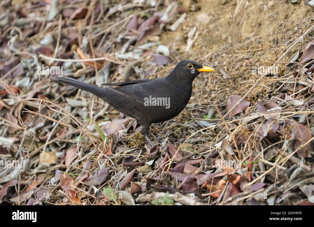 Black bird eating insects hi-res stock photography and images - Alamy