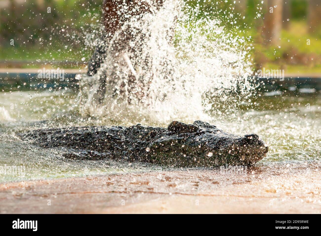 Happy the Siamese crocodile enjoy bathing in freshwater in a zoo on a ...