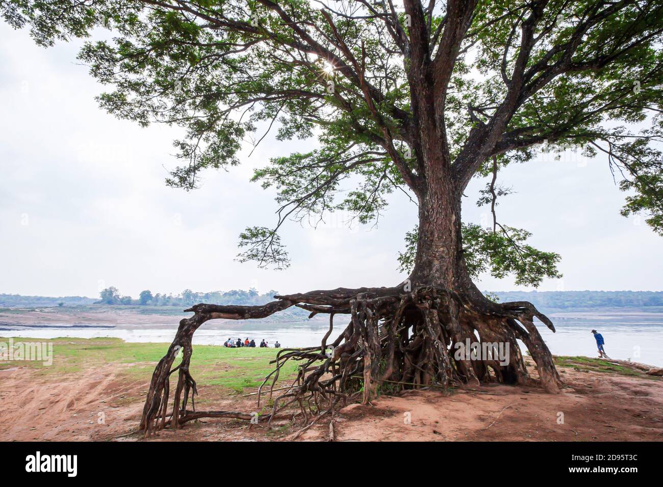 The large rain tree growing on Mekong riverbank, magical bare large ...