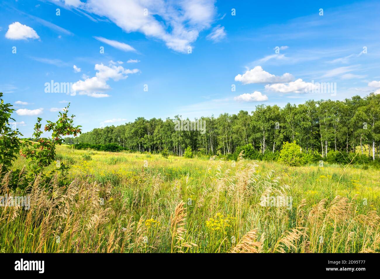 Grove plant hi-res stock photography and images - Alamy