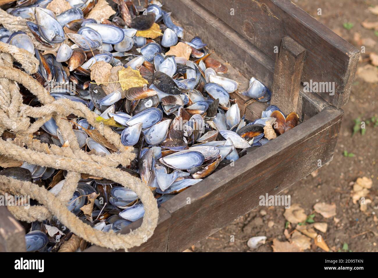 Empty blue mussel shell hi-res stock photography and images - Alamy