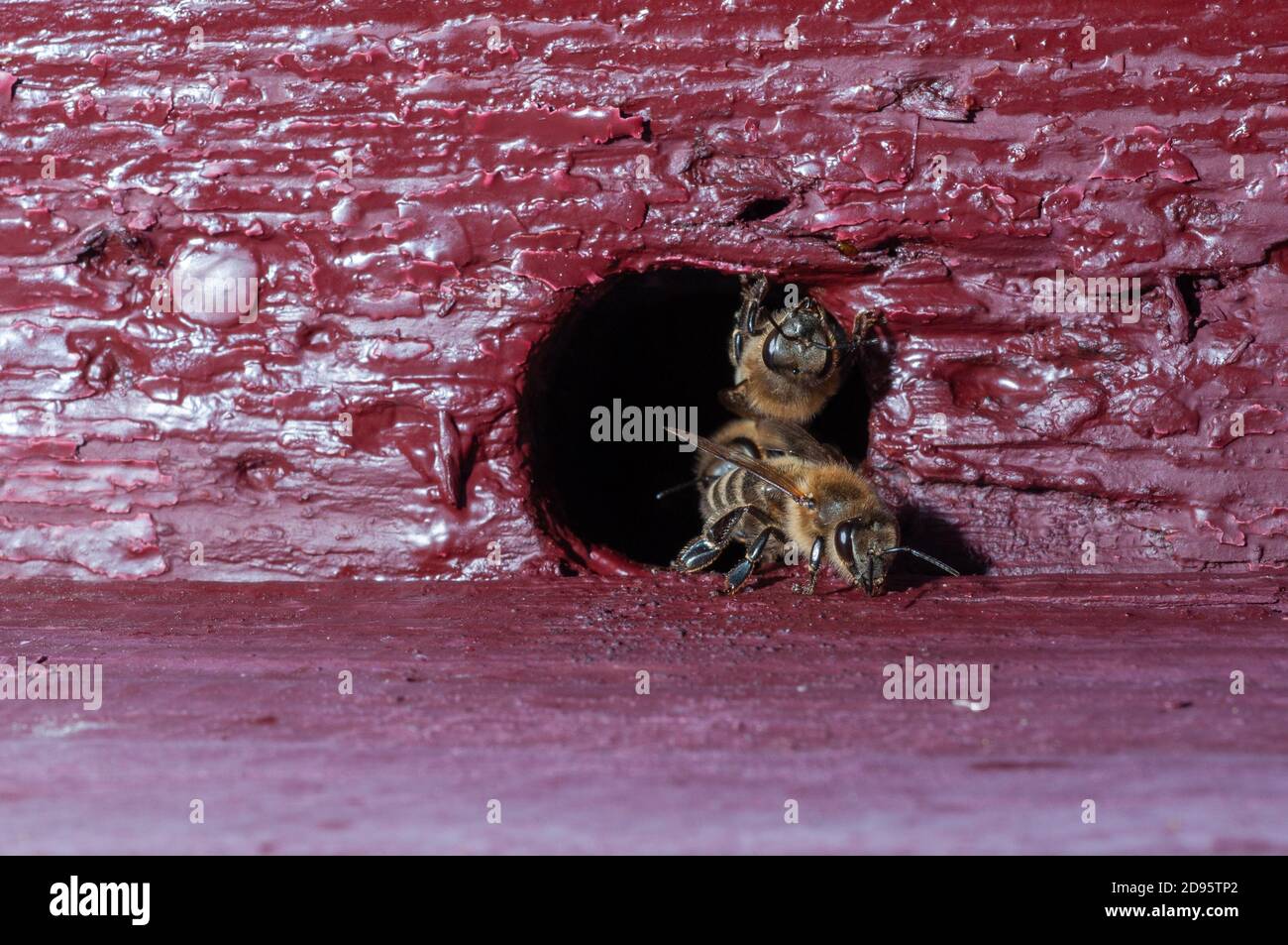 Honey bees at coming and going at the hive Stock Photo - Alamy