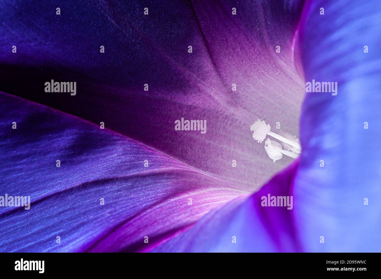 Blue bell flower hi-res stock photography and images - Alamy