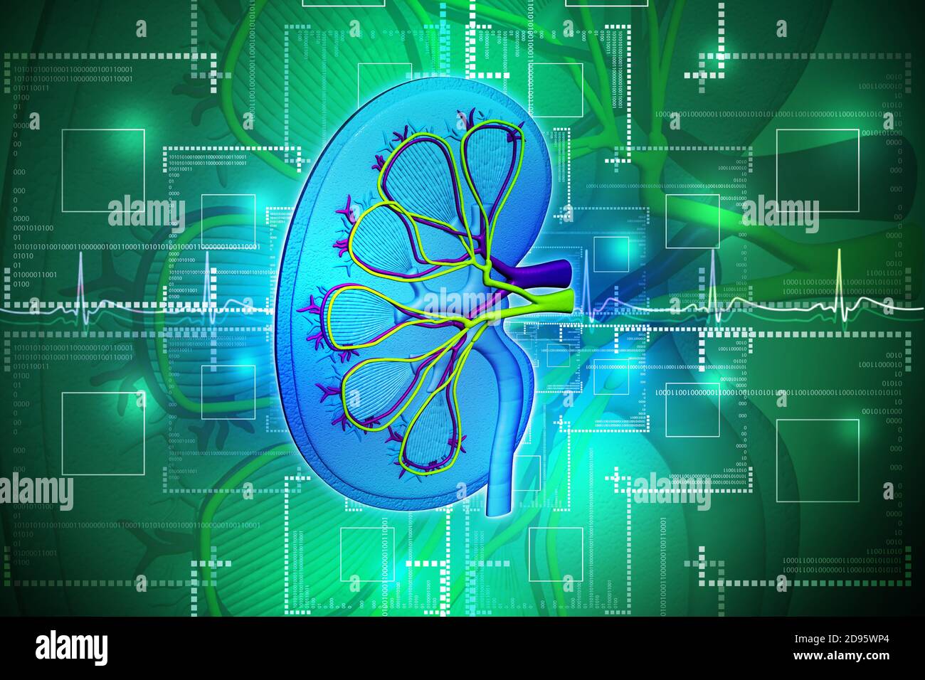 Anatomical drawing of a kidney Stock Photo - Alamy