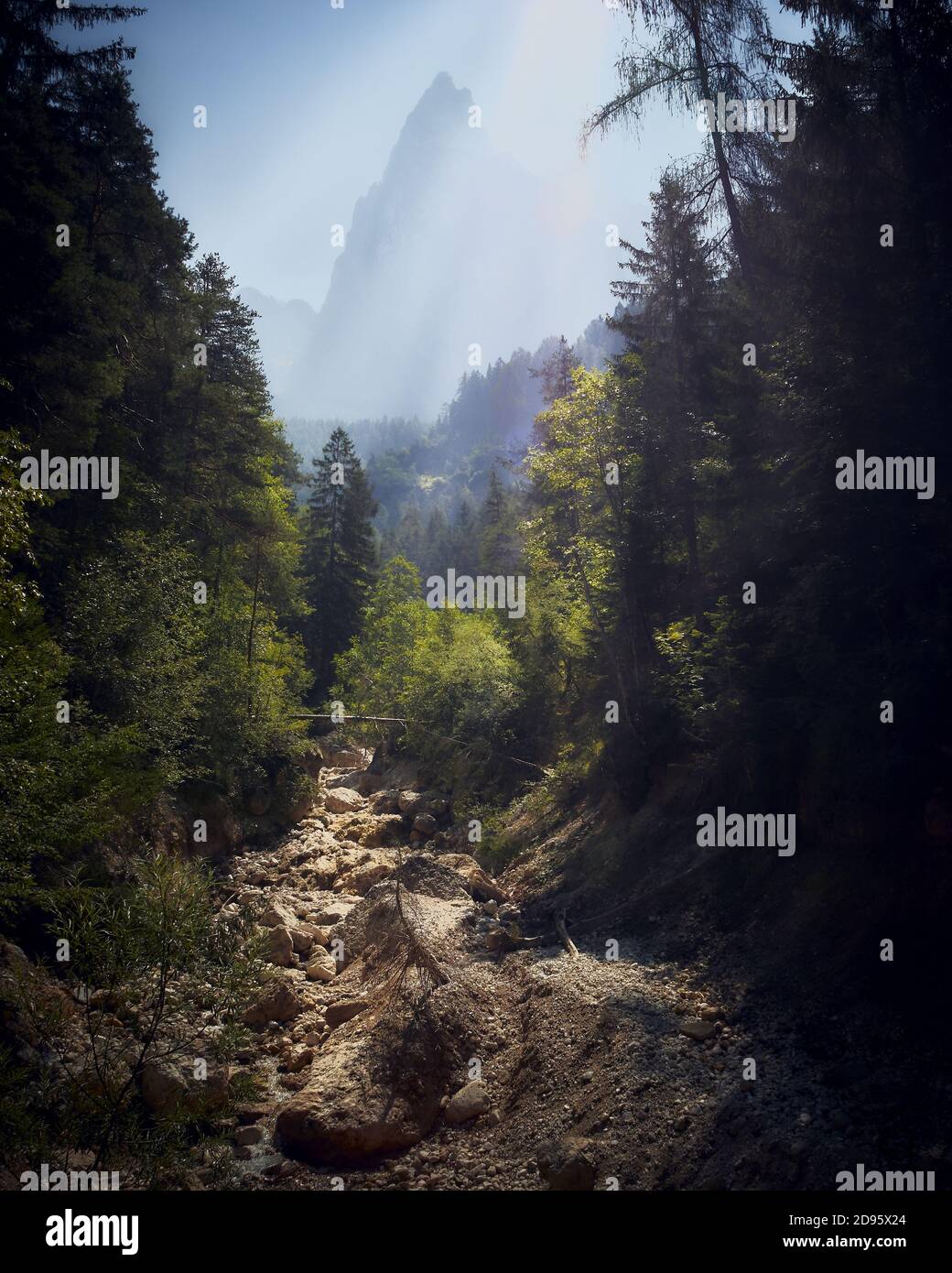 Vertical shot of a dense forest covered with sunlit lush vegetation in ...