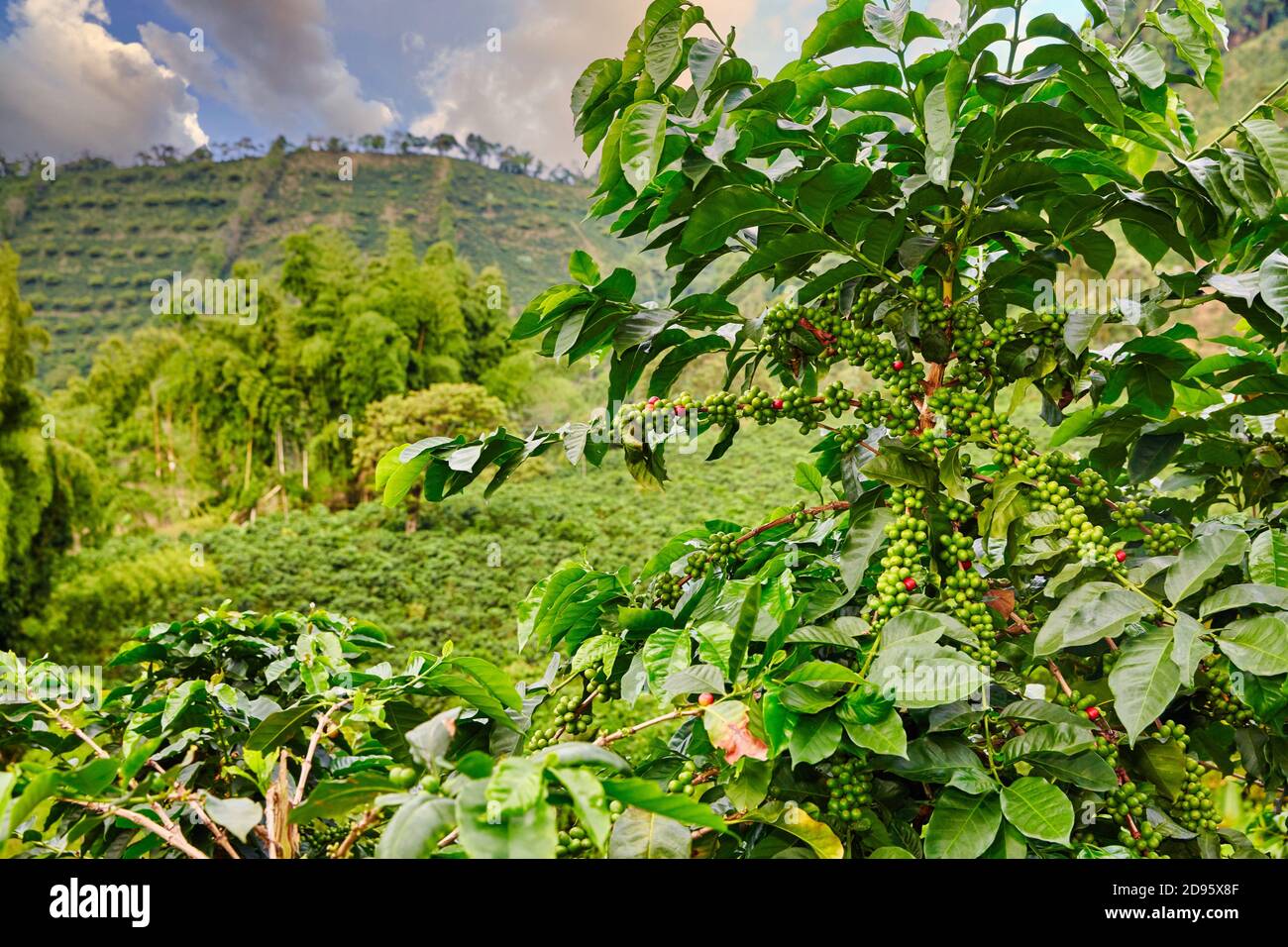 Hacienda san alberto cafetal coffee hi-res stock photography and images ...