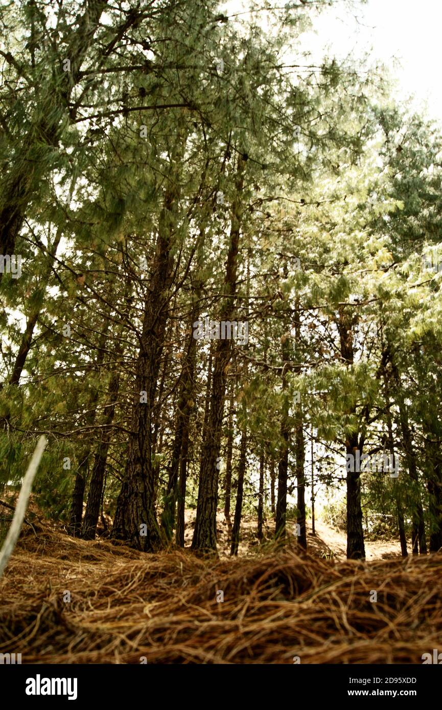 Vertical low angle shot of a dense thin trunk tree forest at daytime ...
