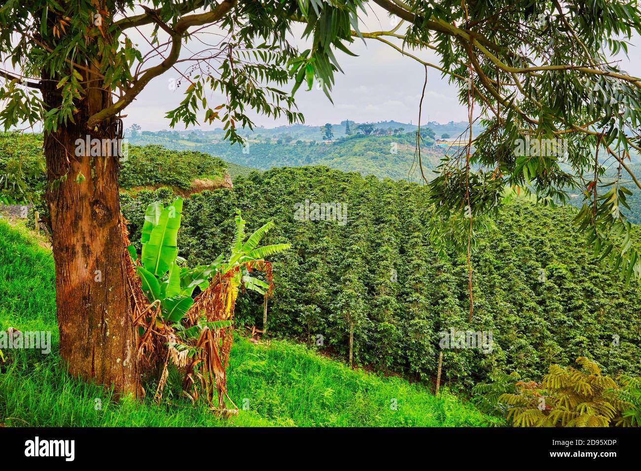 Coffee cultural landscape colombia hi-res stock photography and images ...