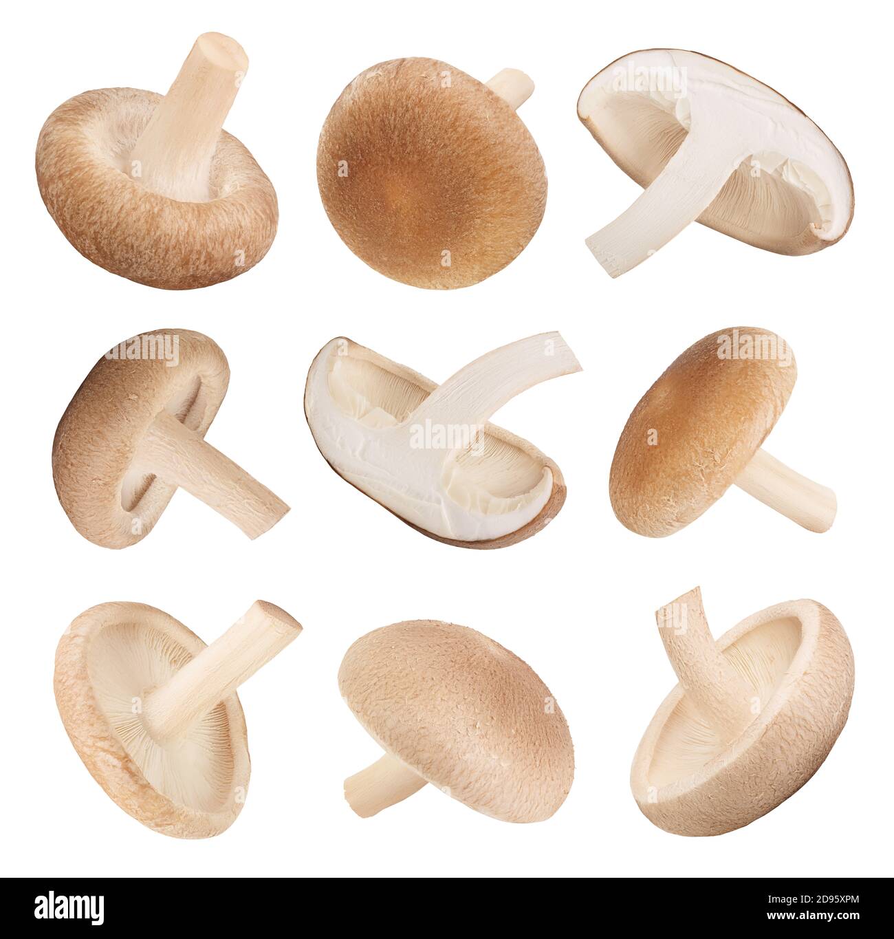 Fresh Shiitake mushroom isolated on white background with clipping path ...