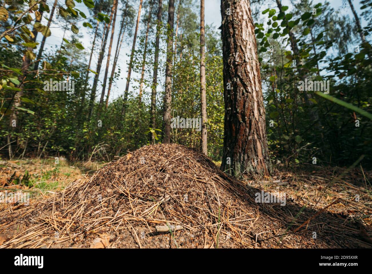 Black Forest Colony High Resolution Stock Photography and Images - Alamy