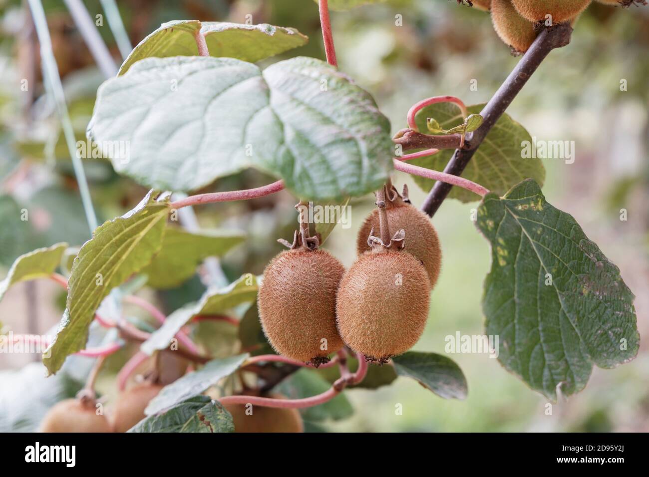 Growing kiwifruit hi-res stock photography and images - Alamy