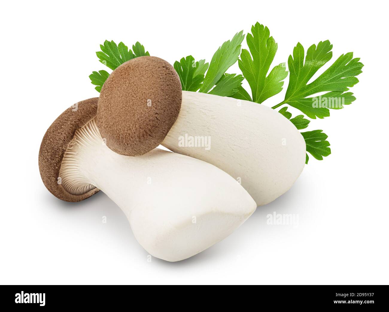 King Oyster mushroom or Eringi isolated on white background with ...