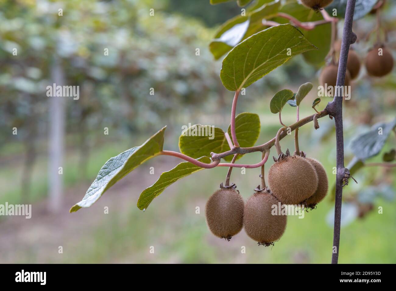 Kiwifruit orchard hi-res stock photography and images - Alamy
