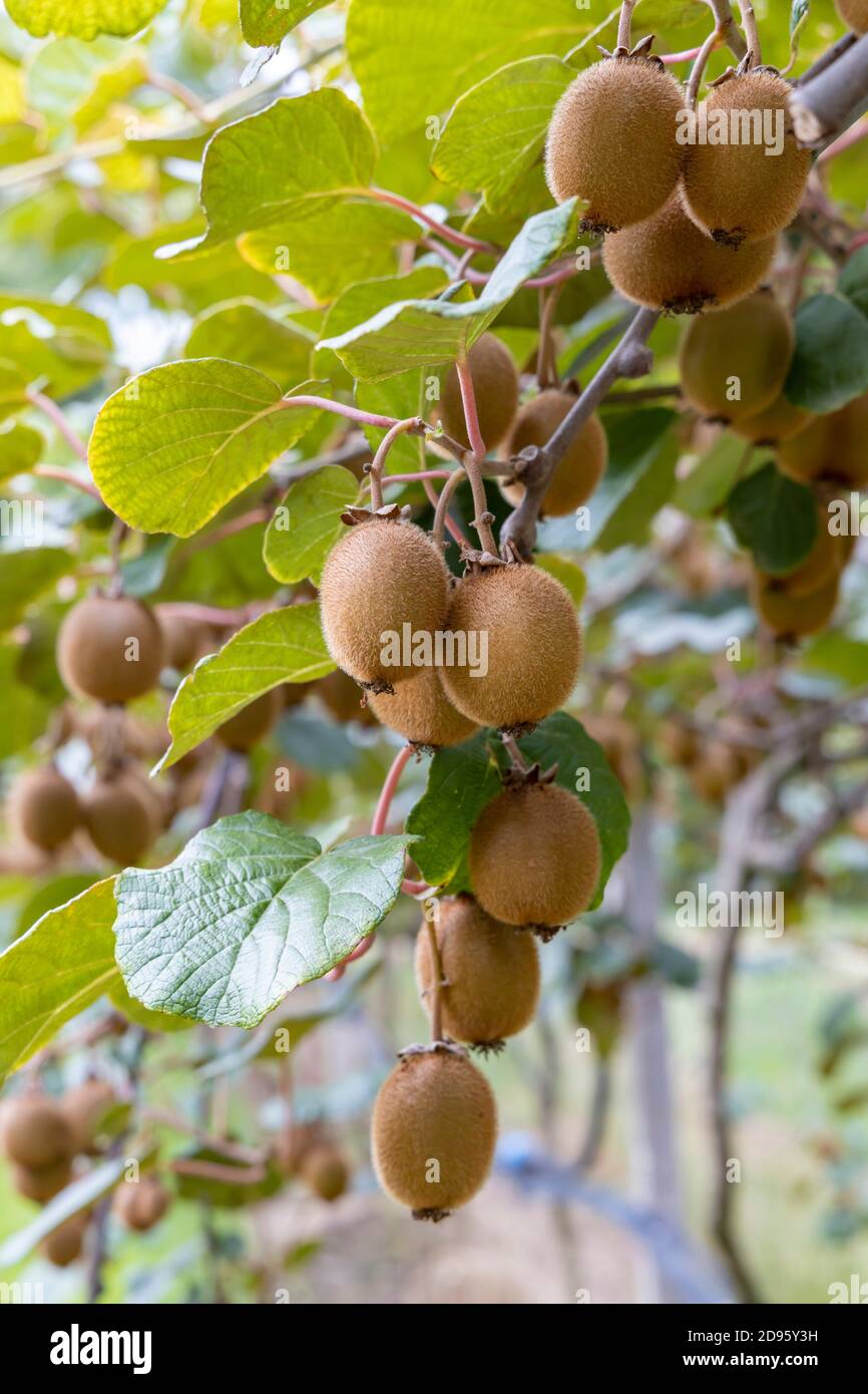 Kiwifruit orchard hi-res stock photography and images - Alamy
