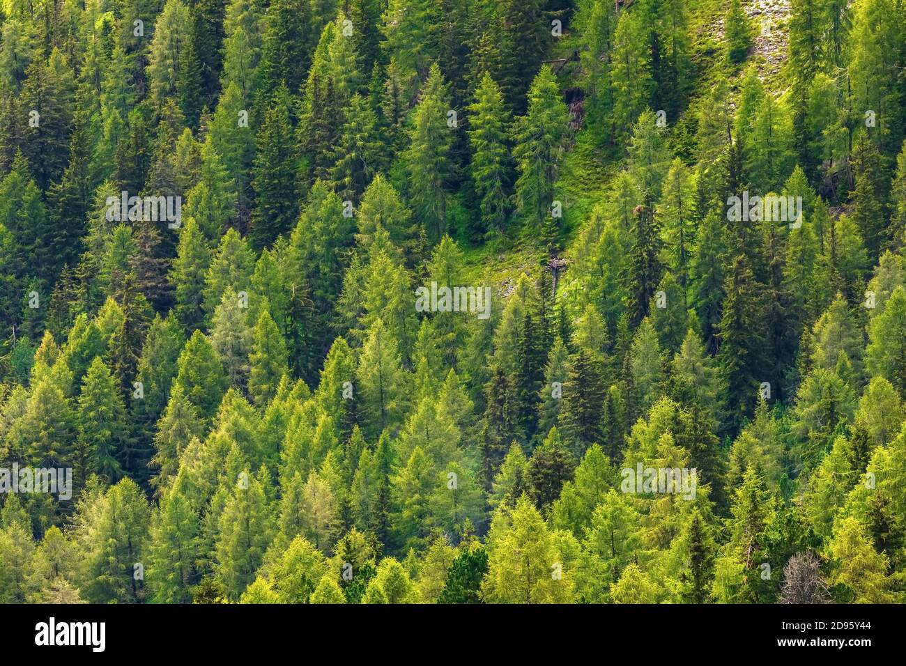 Dense form hi-res stock photography and images - Alamy
