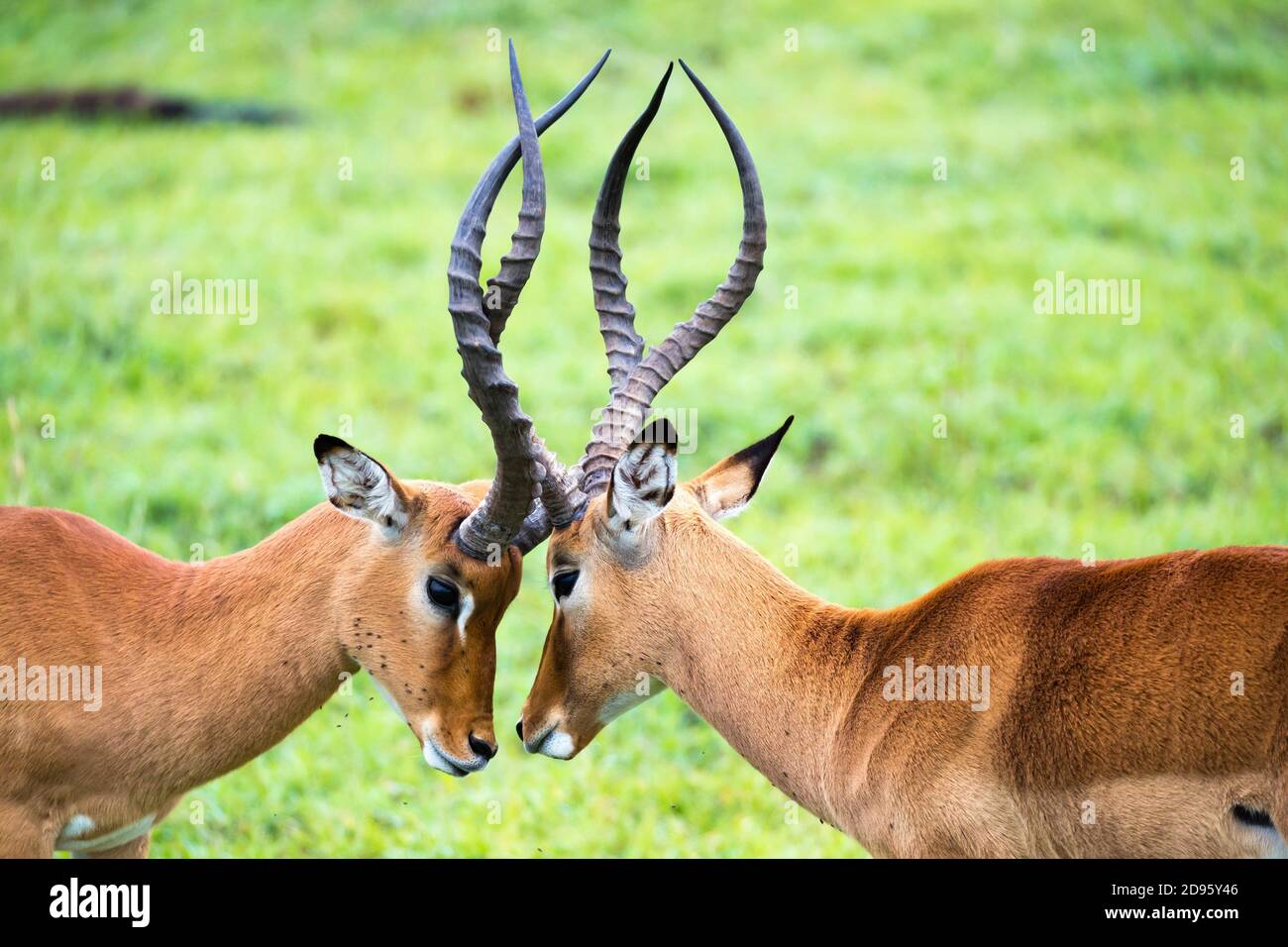 Impala on grass hi-res stock photography and images - Alamy