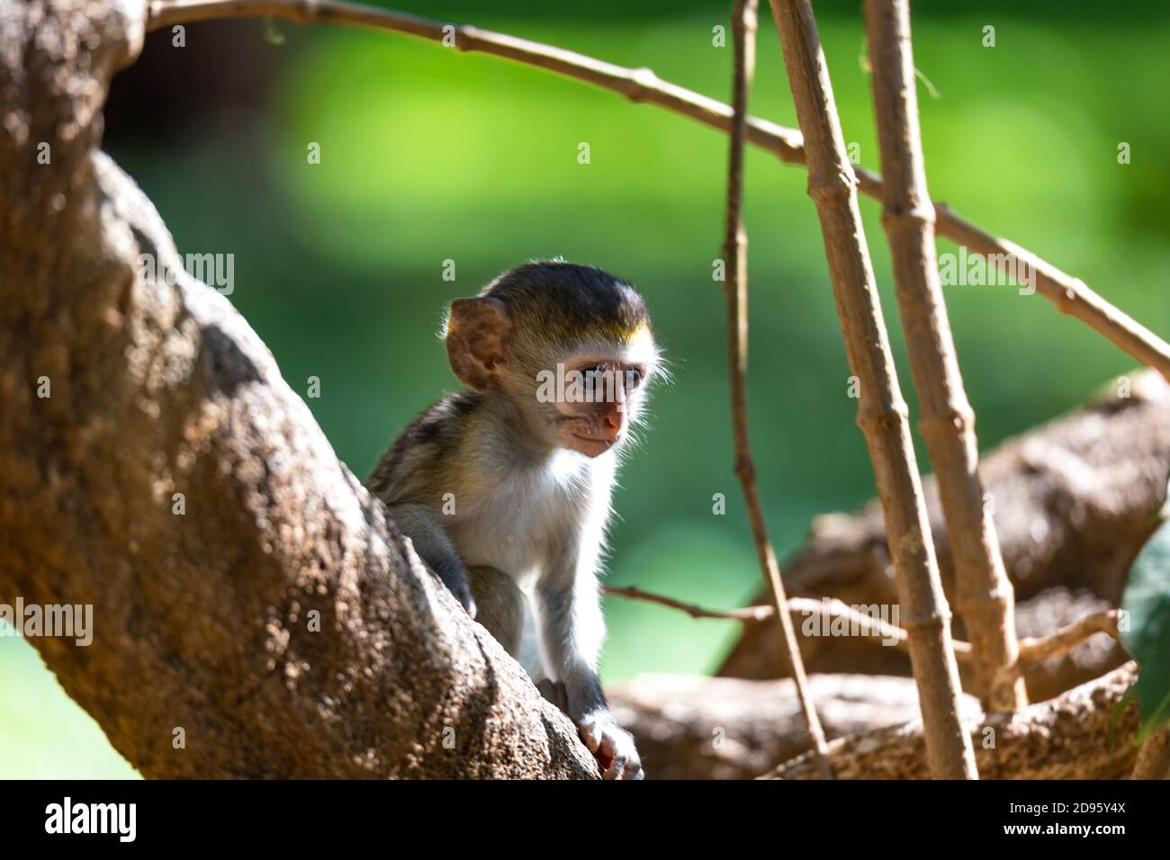 Monkey looking curious hi-res stock photography and images - Alamy