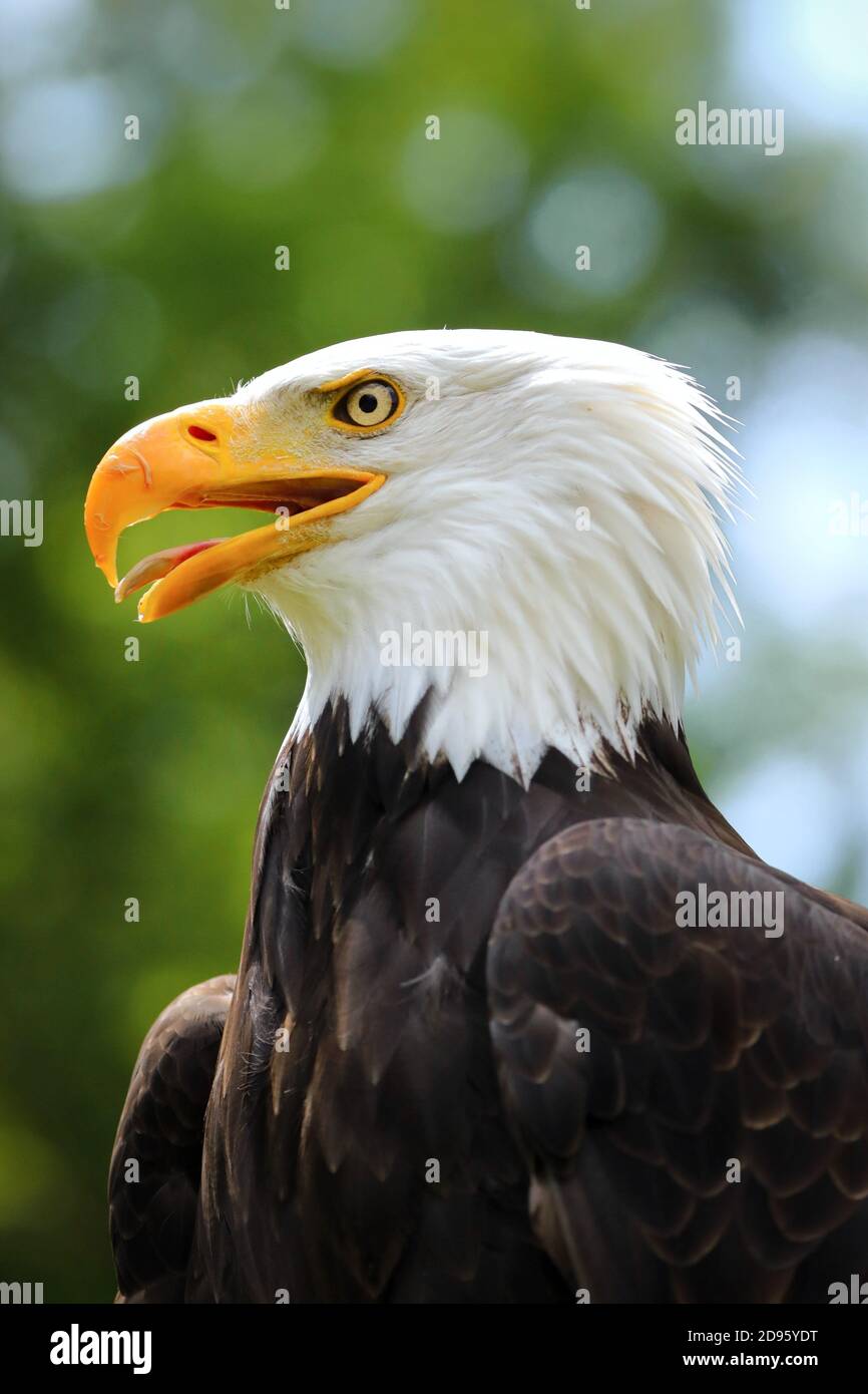 Portrait of a famous American eagle. Famous bird Stock Photo - Alamy
