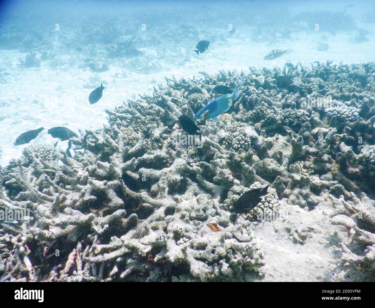 Maldives reef school of fish hi-res stock photography and images - Alamy