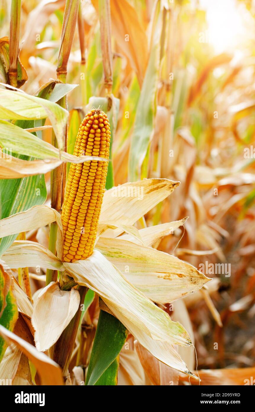 Dry corn cob hi-res stock photography and images - Alamy