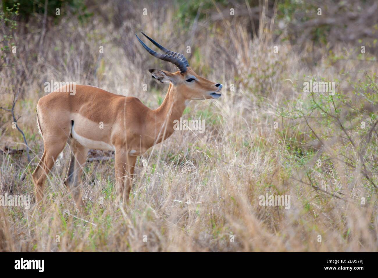 An antelope is eating foliage, safari in Kenya Stock Photo - Alamy
