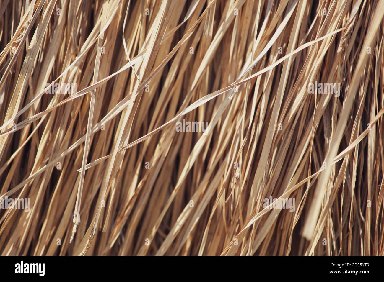 Dry cane used for roof construction Stock Photo - Alamy
