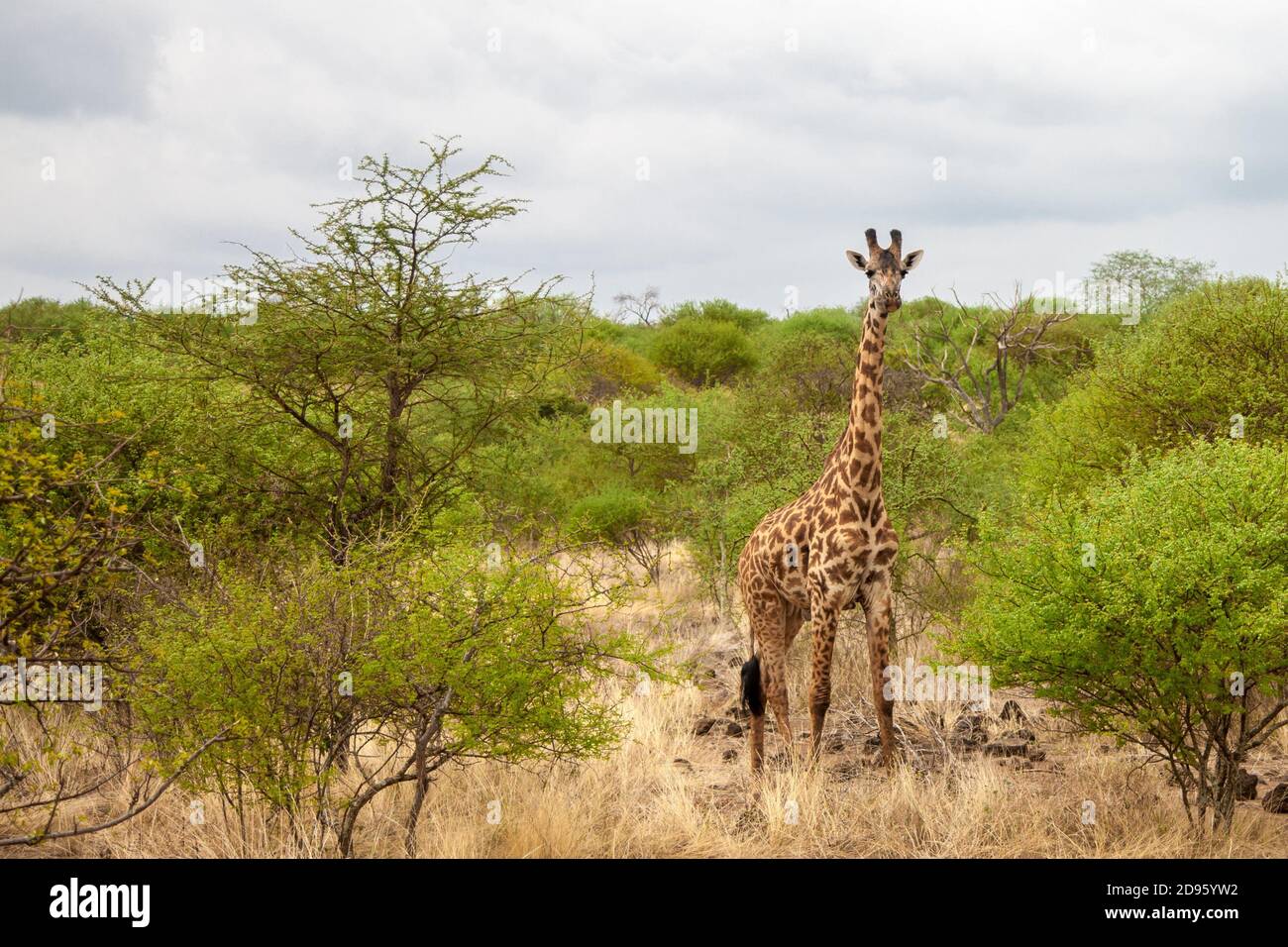 Kenya game drive hi-res stock photography and images - Alamy