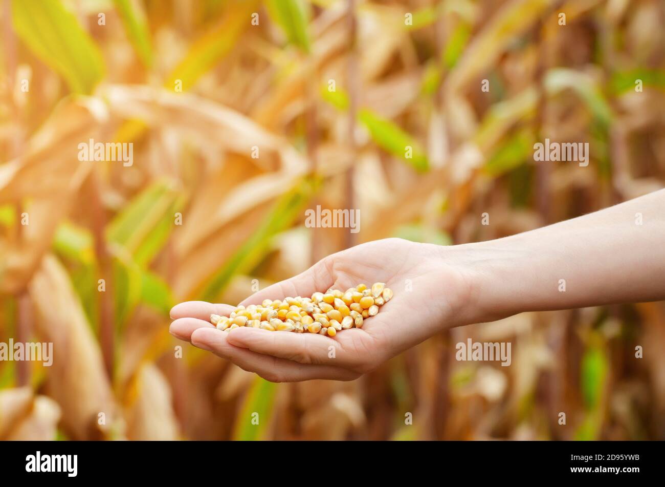 Farmer holding corn kernels hi-res stock photography and images - Alamy