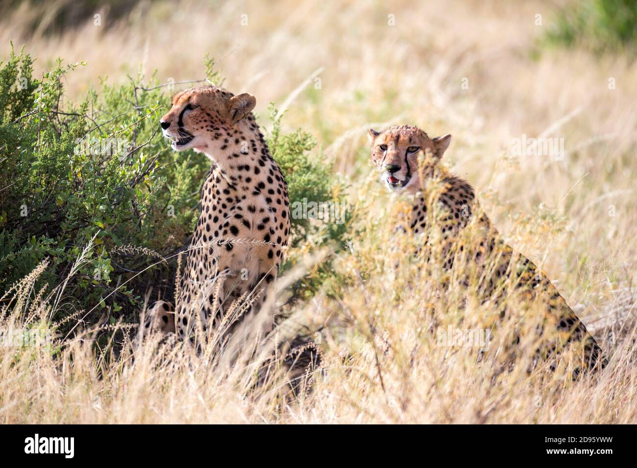 Cheetah eating gazelle hi-res stock photography and images - Alamy