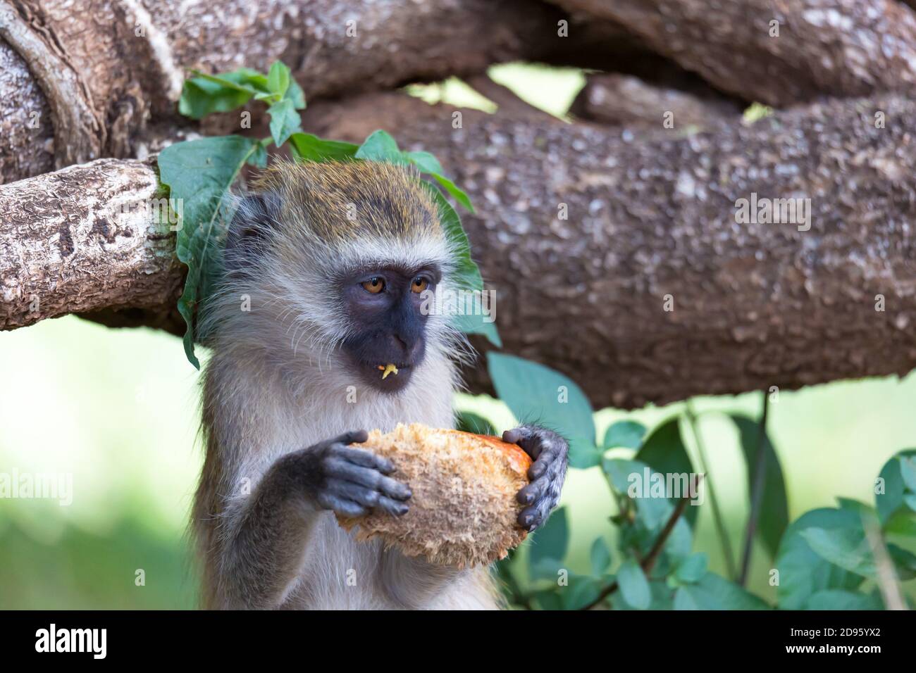 Female vervet monkey hi-res stock photography and images - Alamy
