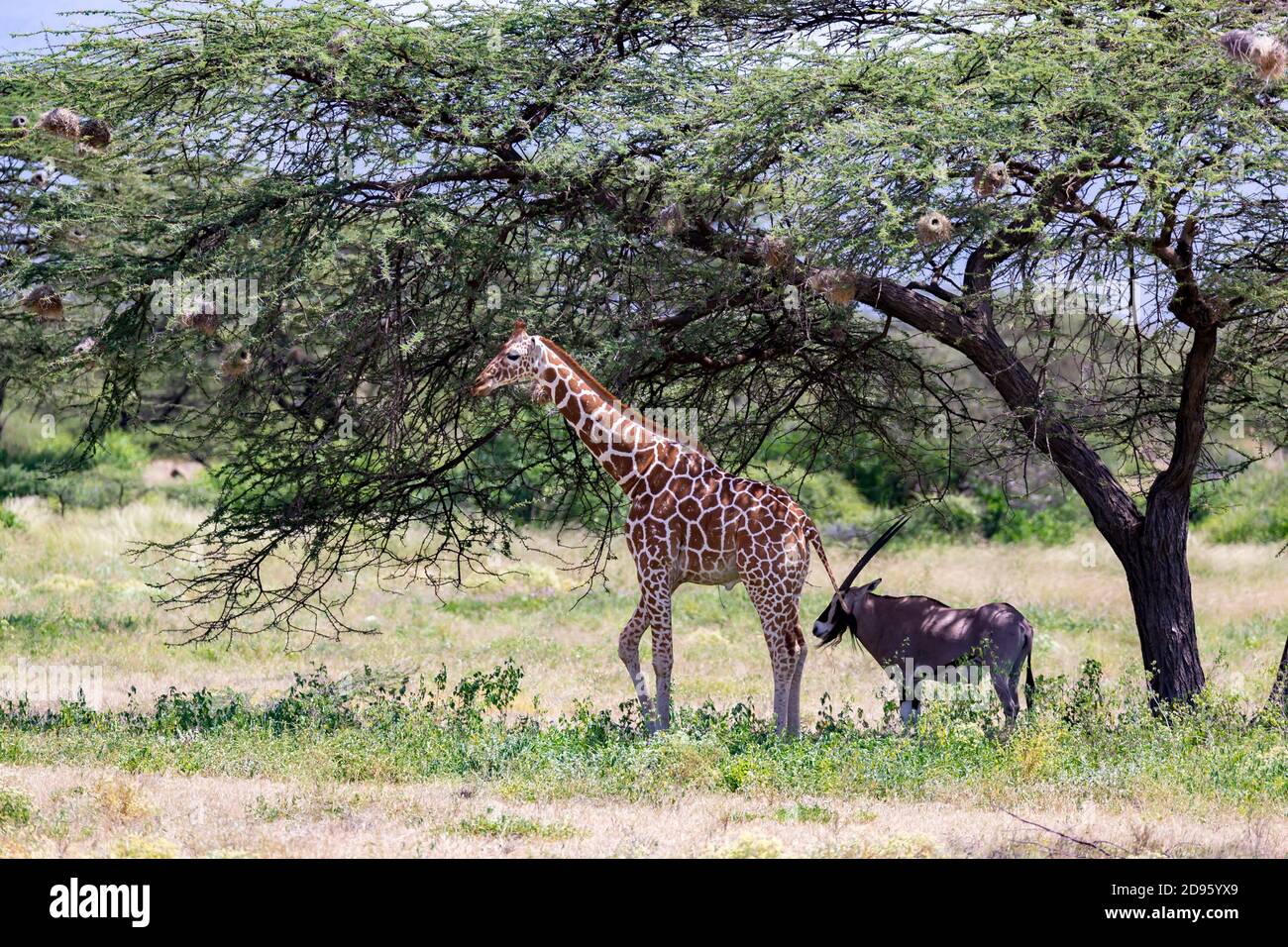A giraffes and antelopes are standing together under a tree Stock Photo ...