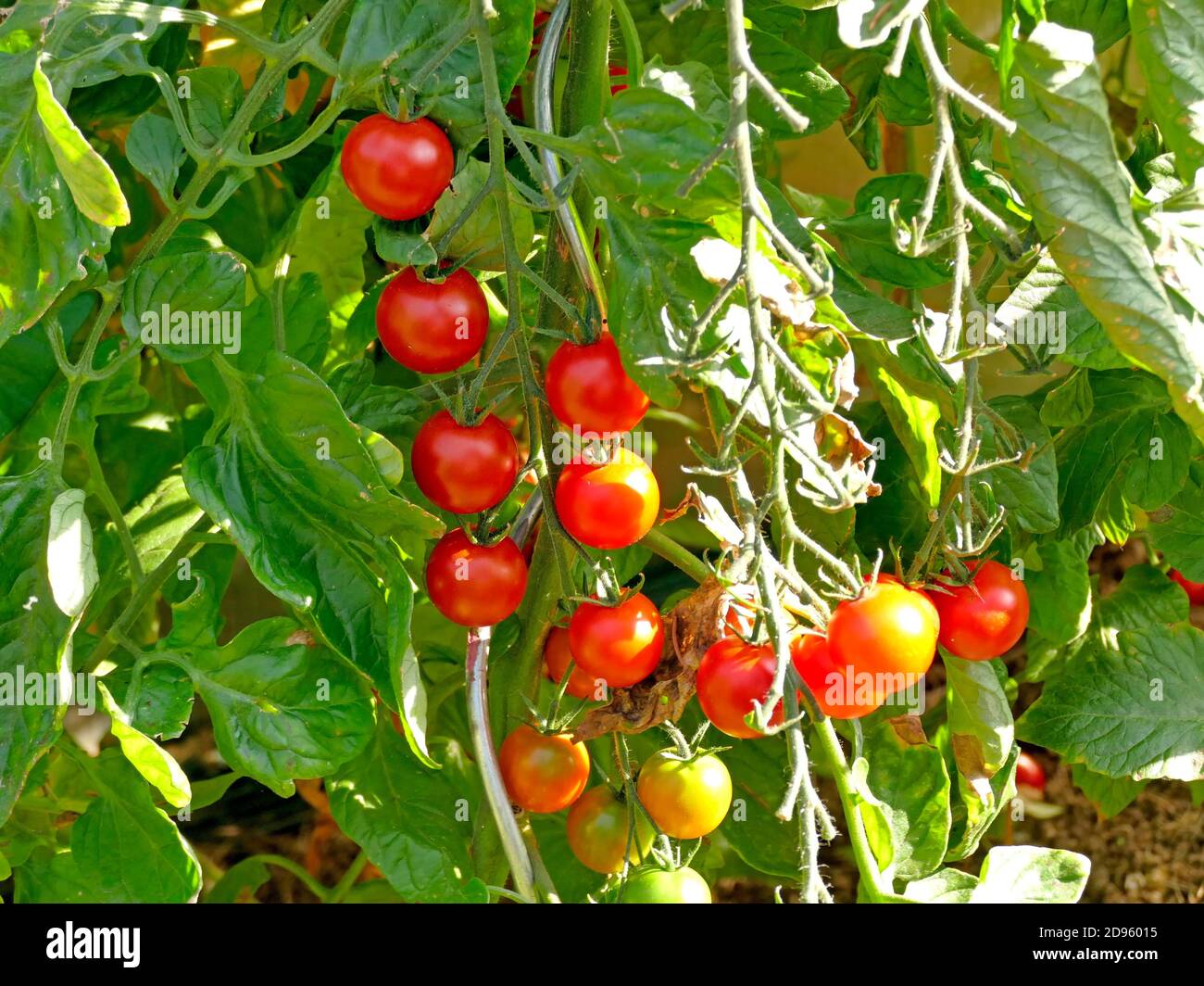 Tomato plant support hi-res stock photography and images - Alamy