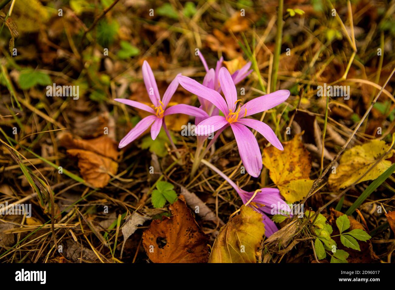 Mountain saffron hi-res stock photography and images - Alamy