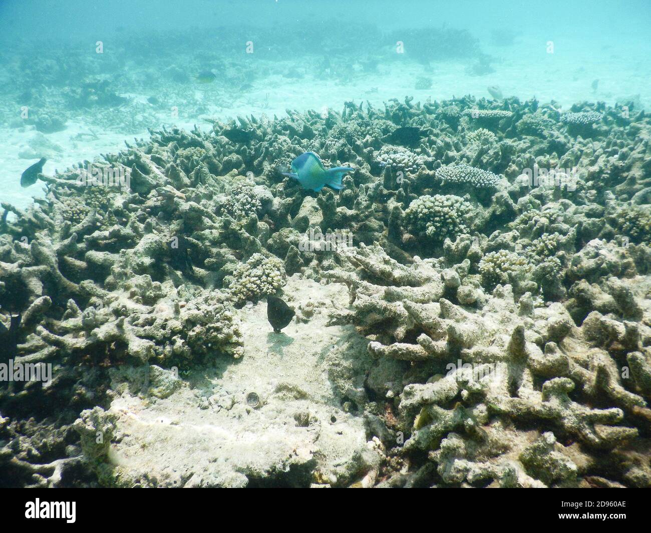 Maldives reef school of fish hi-res stock photography and images - Alamy