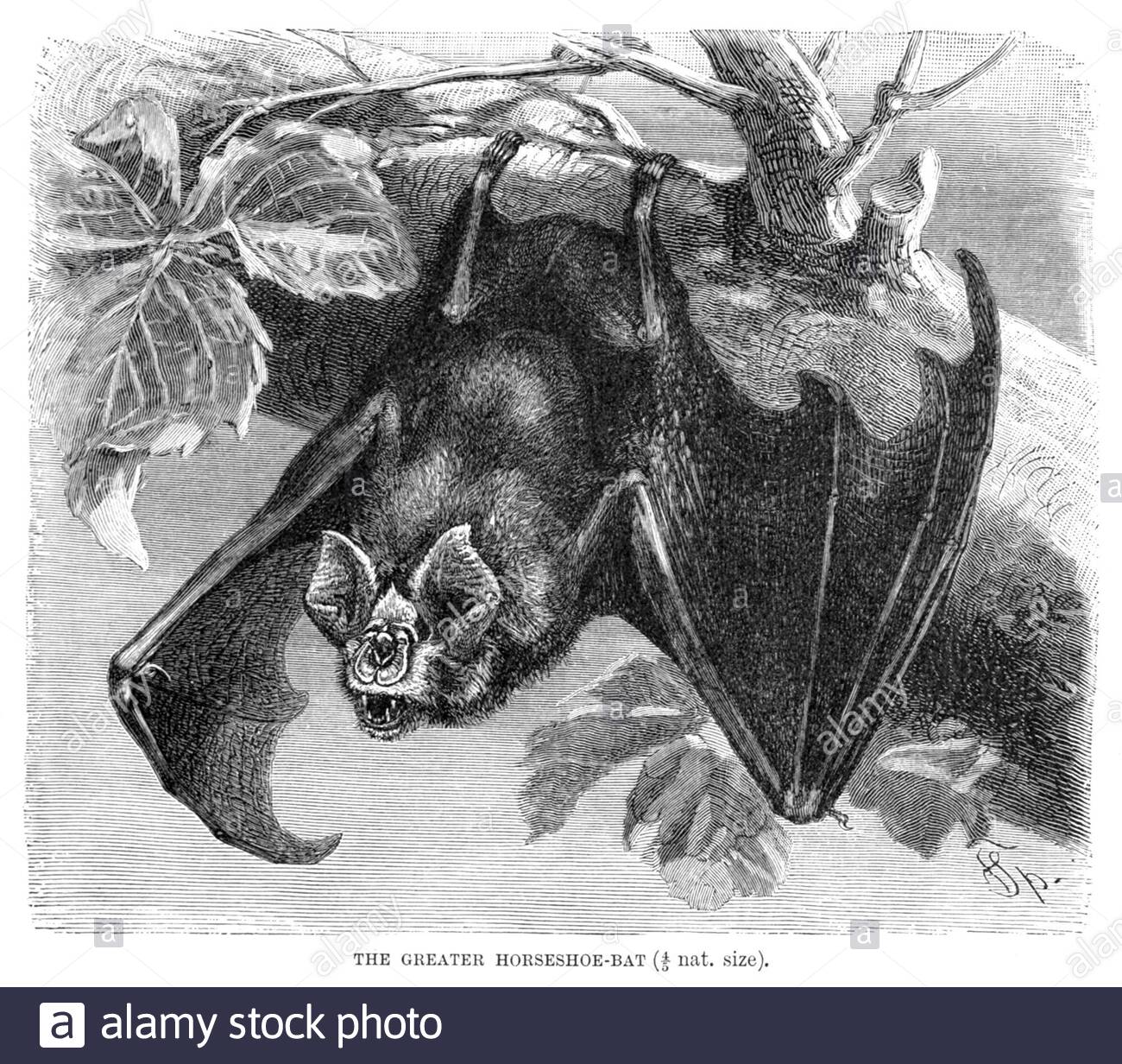 Bat pictures Black and White Stock Photos & Images - Alamy