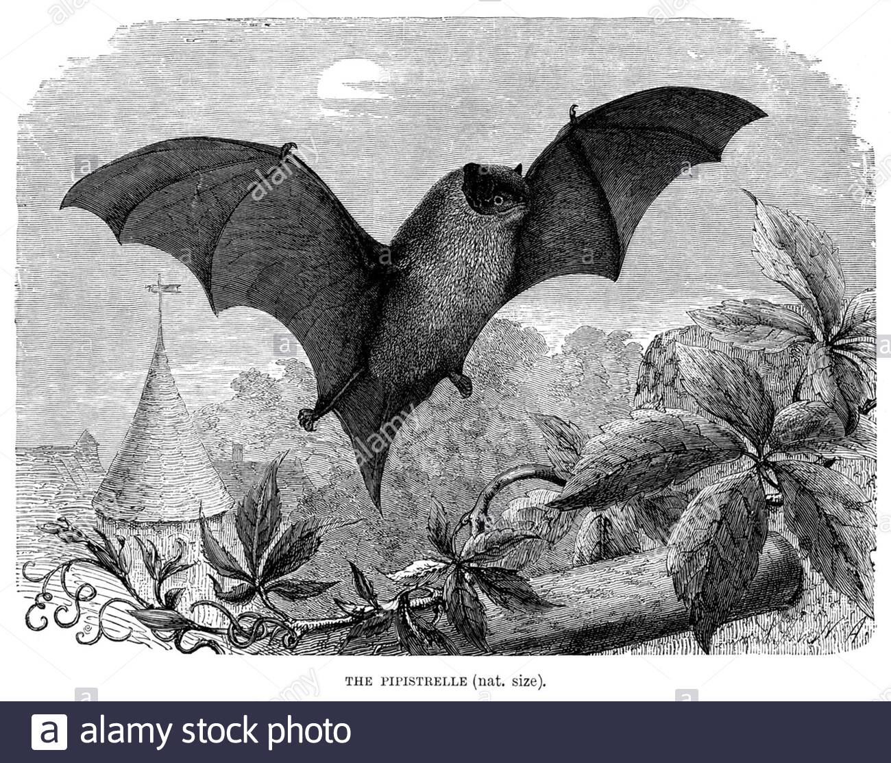 Vintage bat print hi-res stock photography and images - Alamy