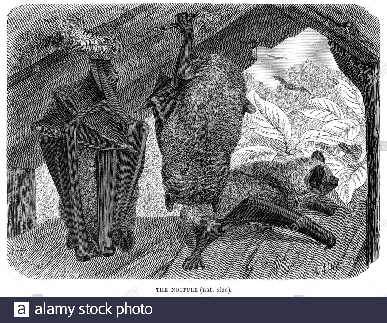 Vintage bat print hi-res stock photography and images - Alamy