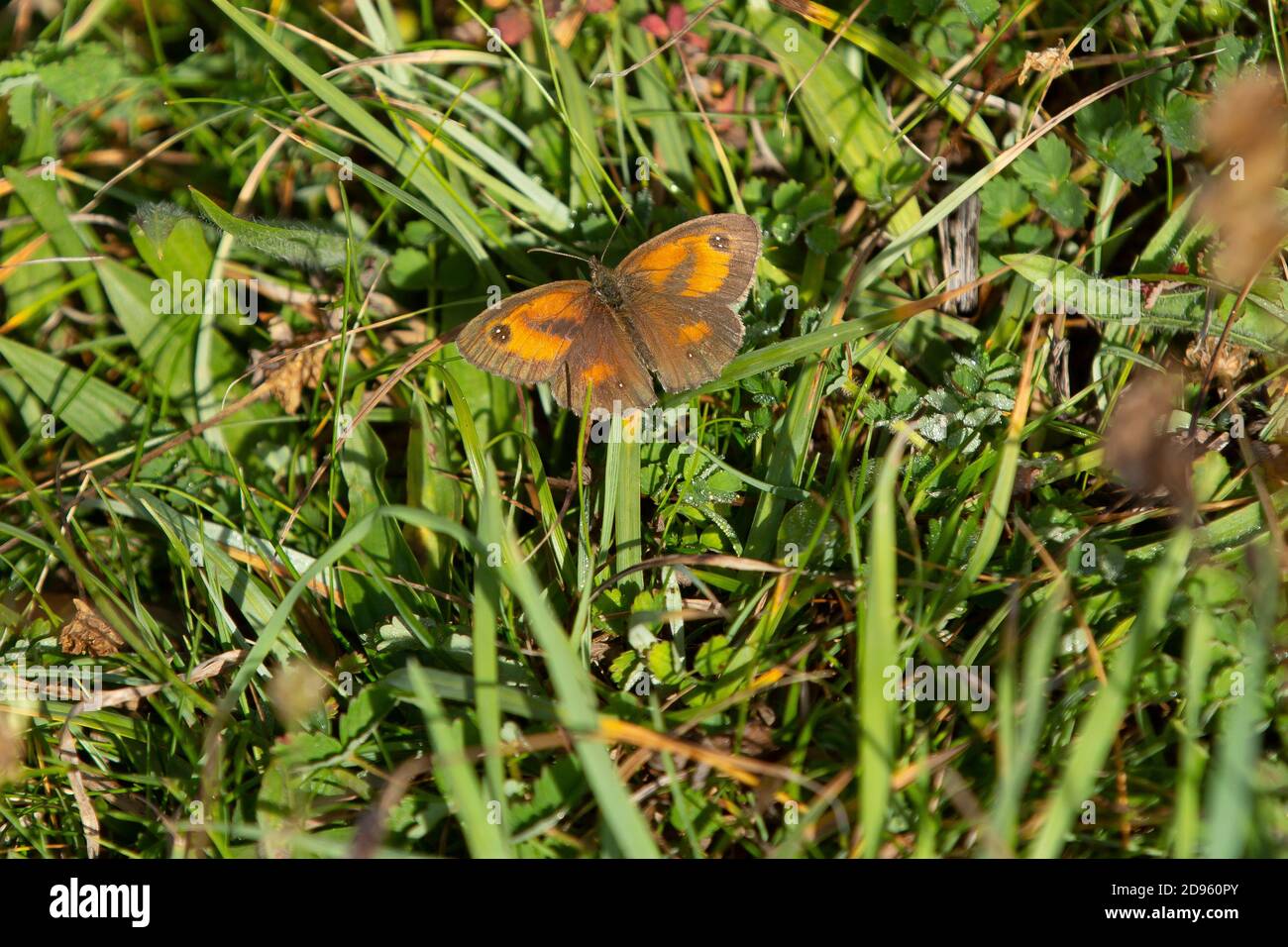 Hedge Brown or Gatekeeper Butterfly in Cornwall, UK Stock Photo - Alamy