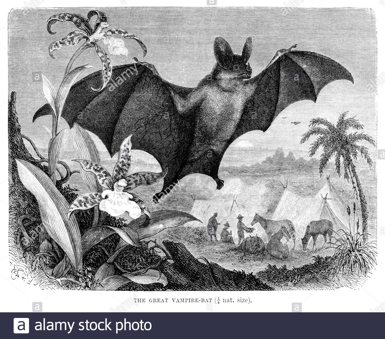 Vampire illustration vintage Black and White Stock Photos & Images - Alamy