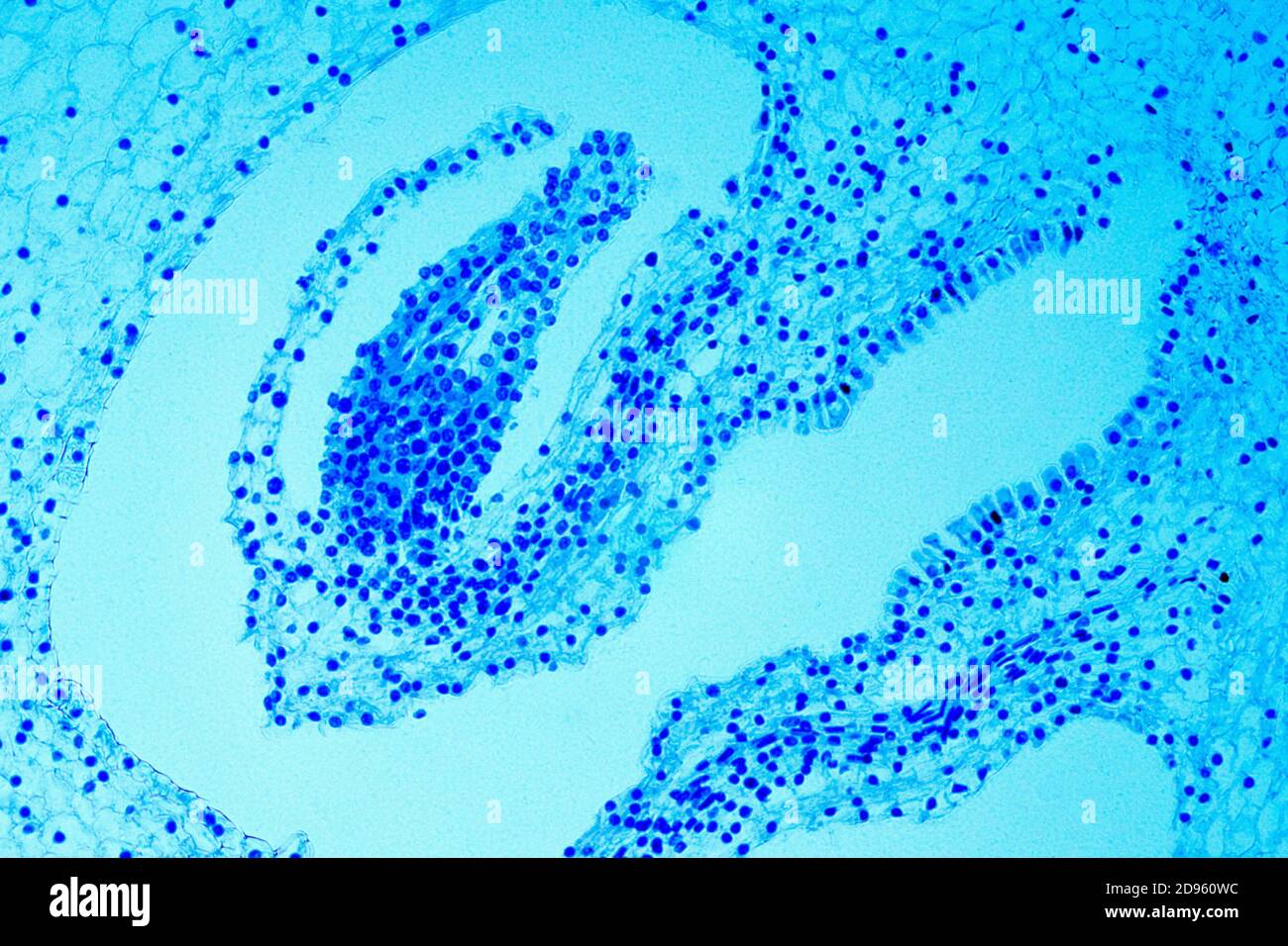 Lily Ovary High Resolution Stock Photography and Images - Alamy