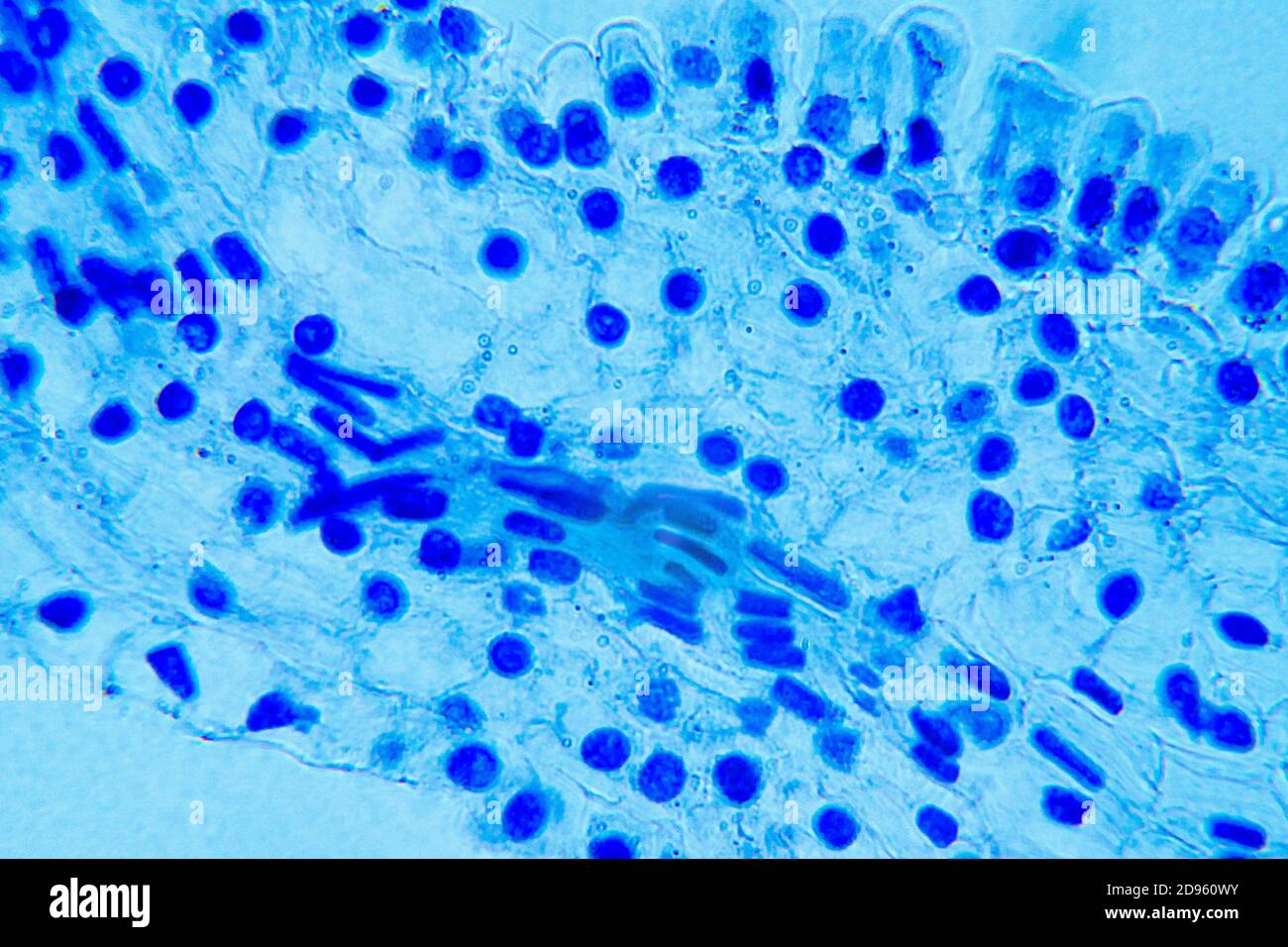 Lily ovary hi-res stock photography and images - Alamy