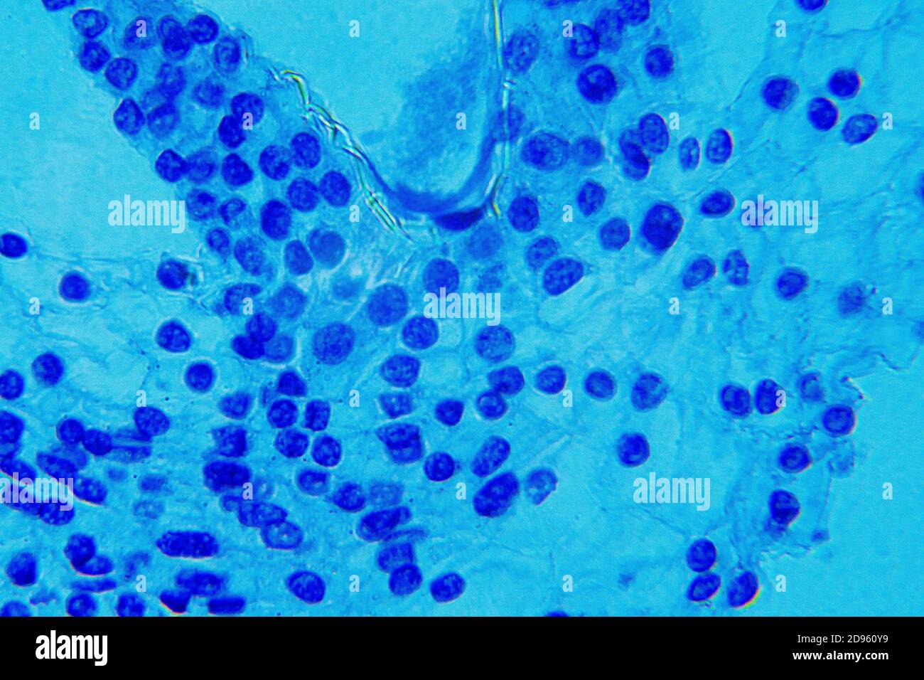 Lily Ovary High Resolution Stock Photography and Images - Alamy