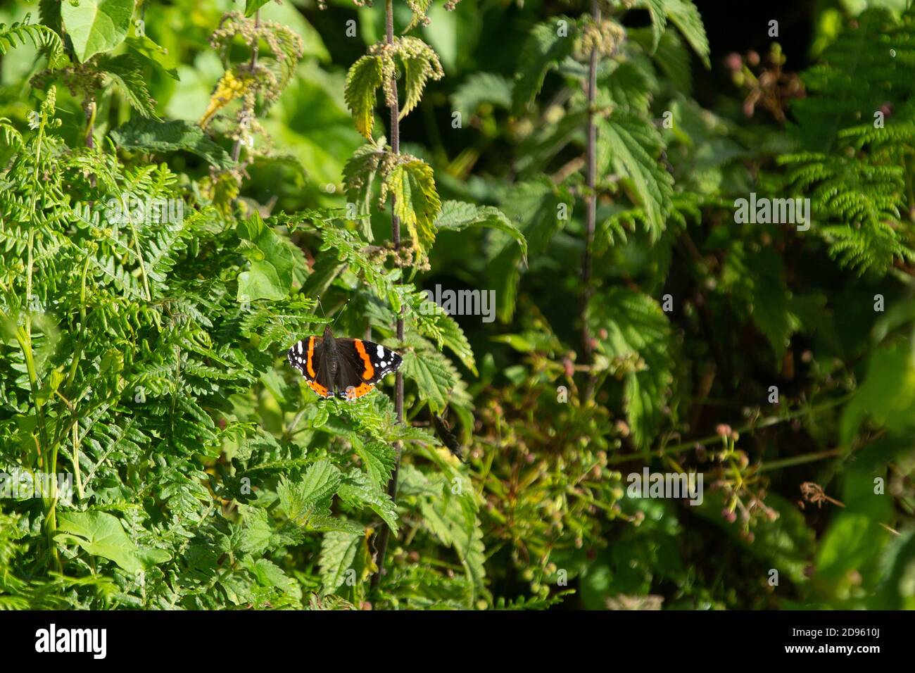 Butterfly habitat cornwall hi-res stock photography and images - Alamy