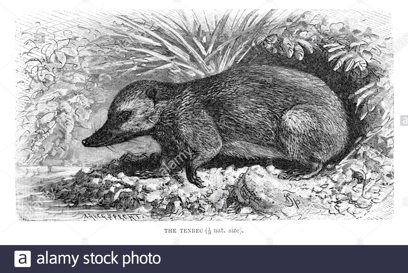 Tenrec, vintage illustration from 1893 Stock Photo - Alamy
