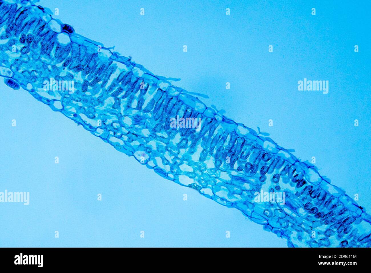 Micrograph leaf cell hi-res stock photography and images - Alamy