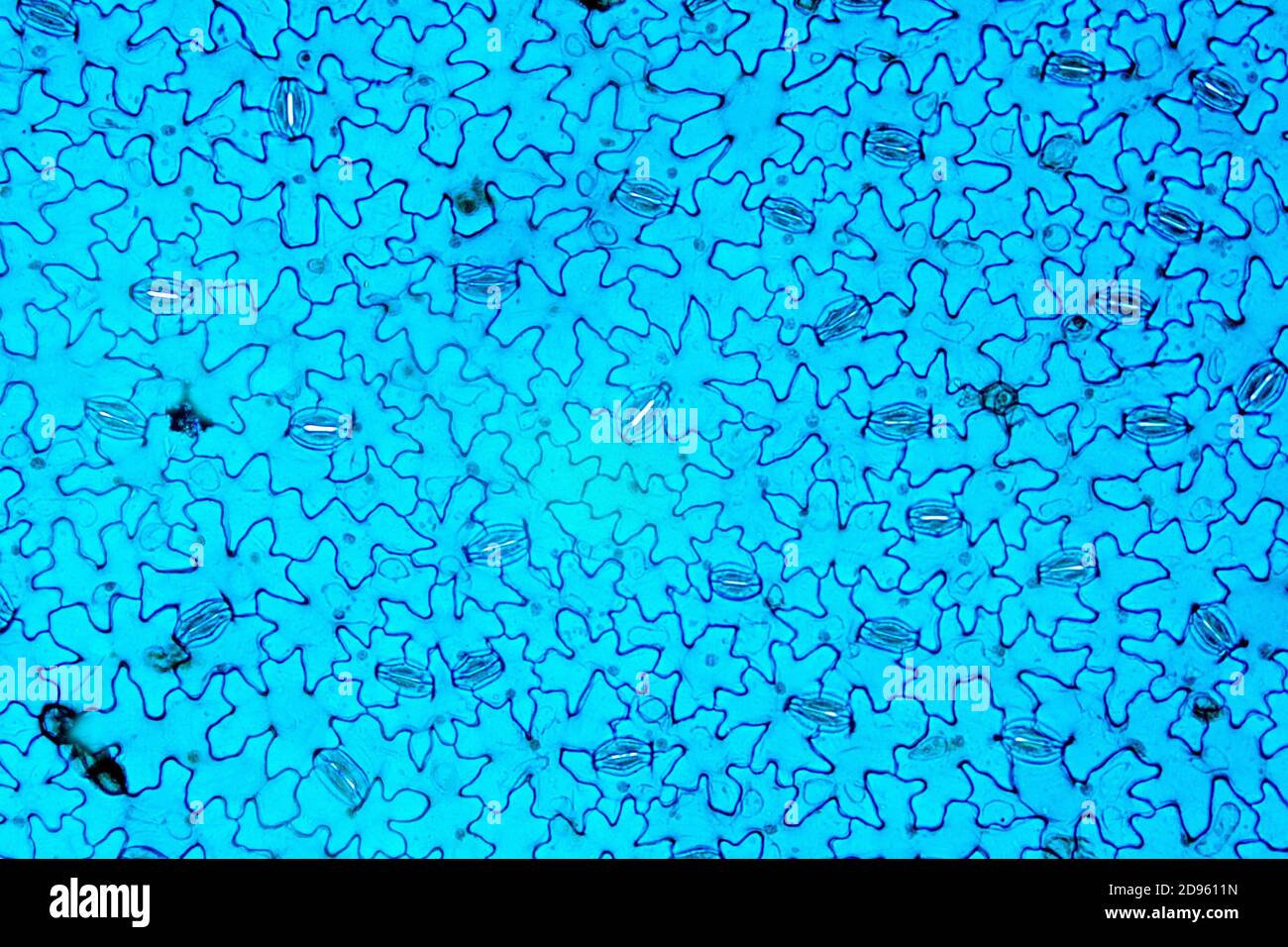 Stomata vicia hi-res stock photography and images - Alamy