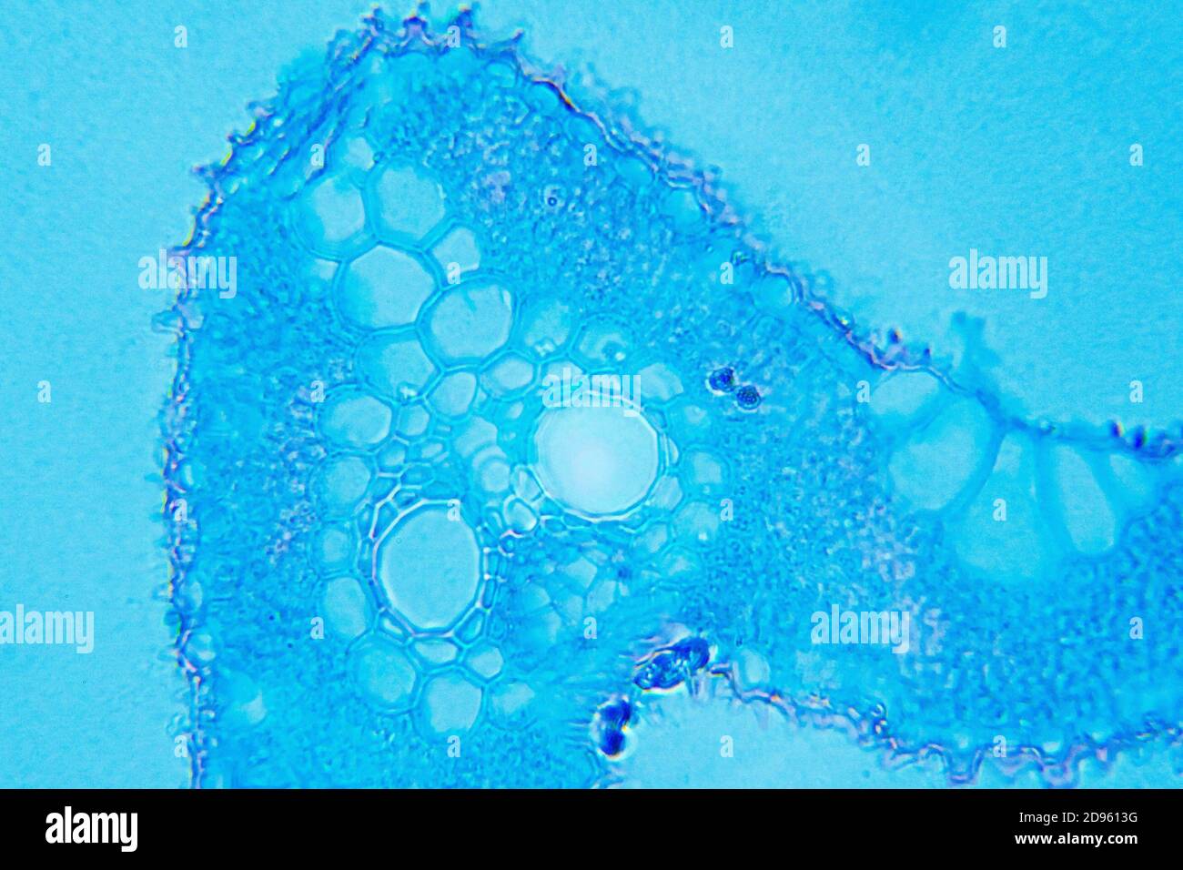 Micrograph leaf cell hi-res stock photography and images - Alamy