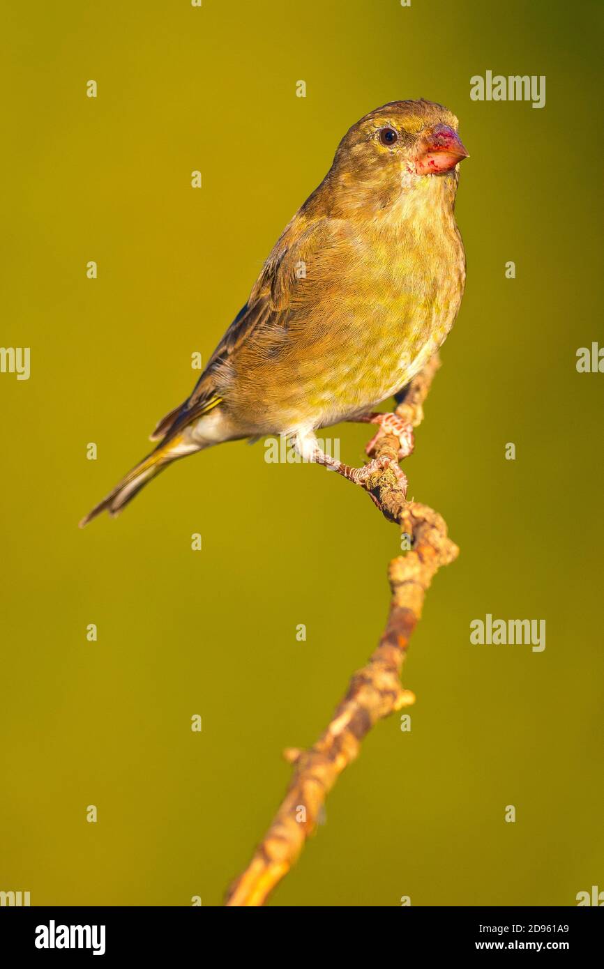 Female greenfinch hi-res stock photography and images - Alamy