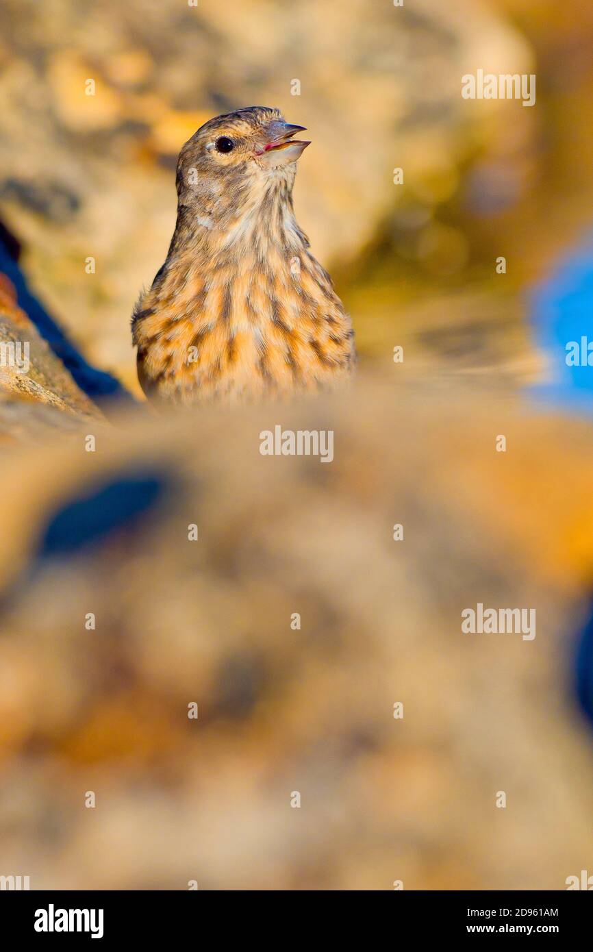 Pardillo comun hi-res stock photography and images - Alamy